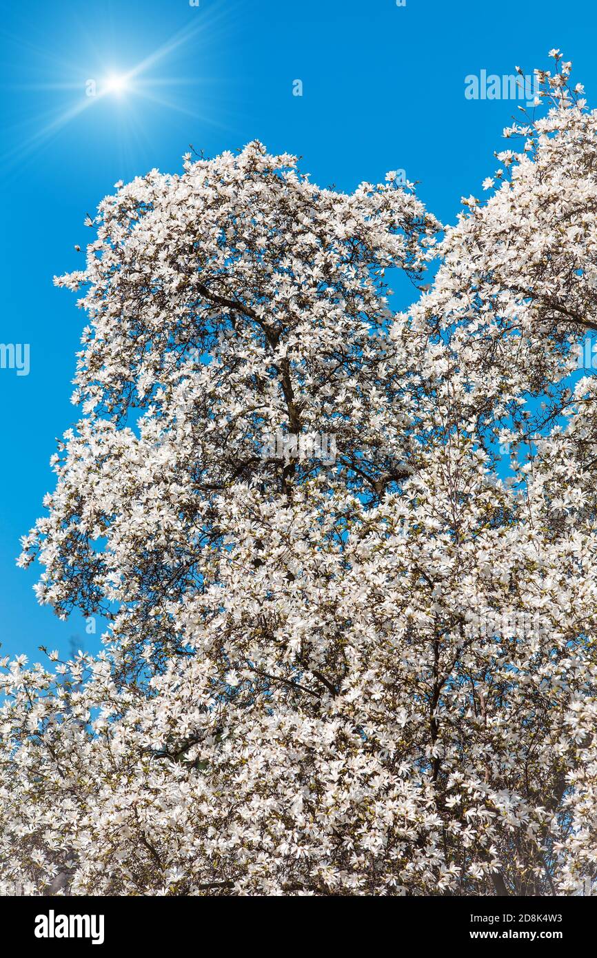 Magnolia kobus. Blooming tree with white flowers Stock Photo - Alamy