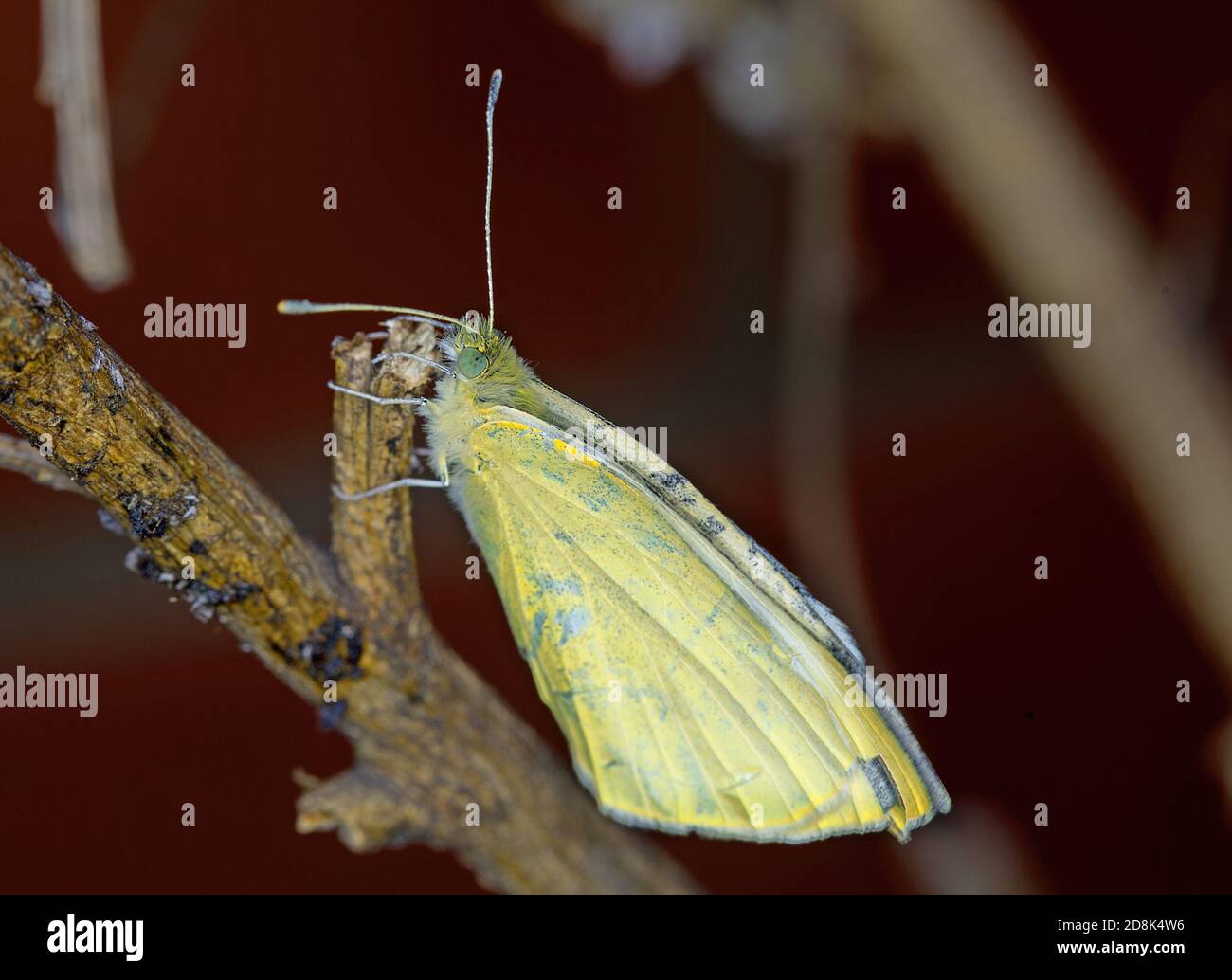 close up of a common white cabbage butterfly Stock Photo - Alamy
