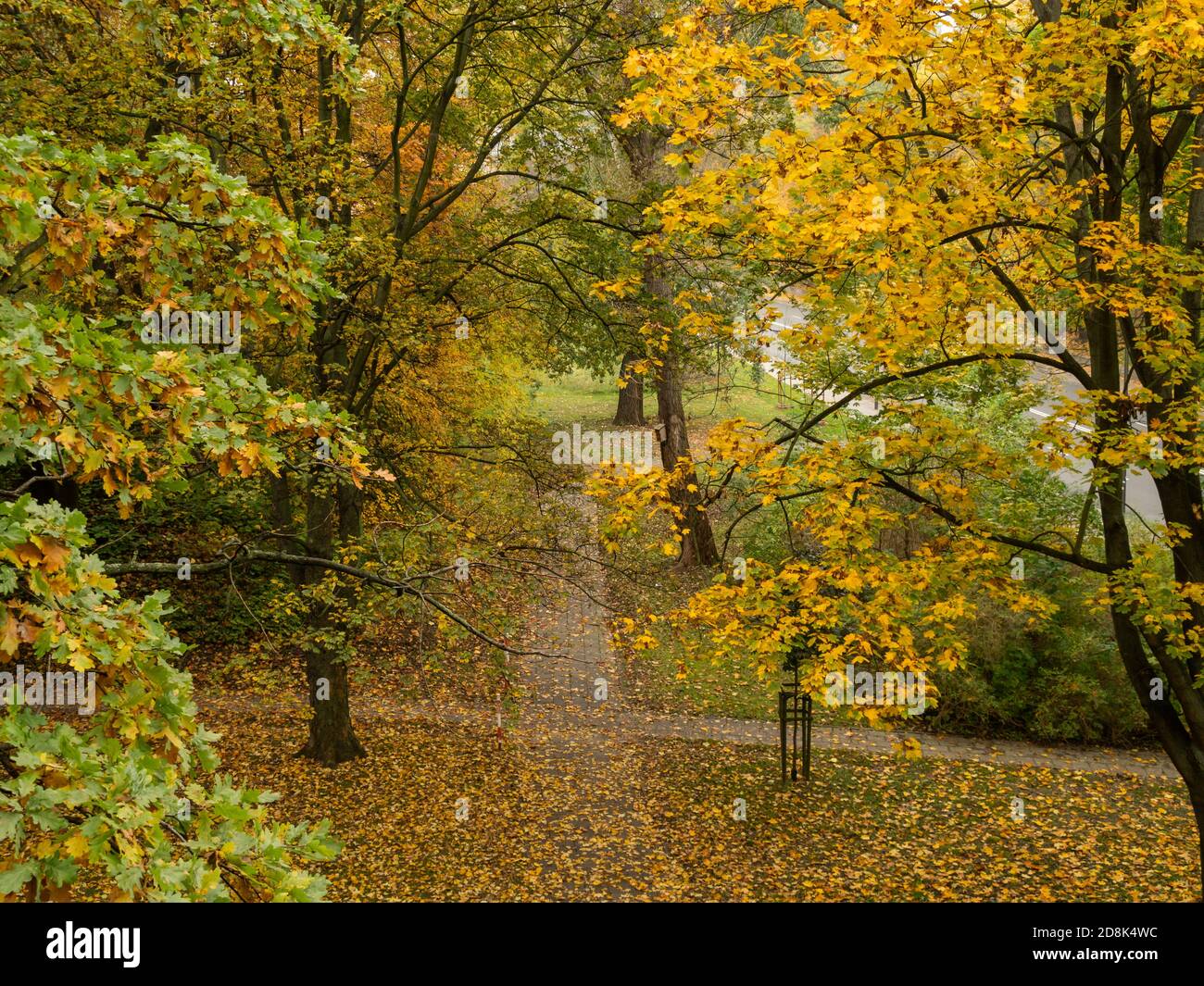 Empty alley in the public park. Beautiful autumn, colorful leaves ...