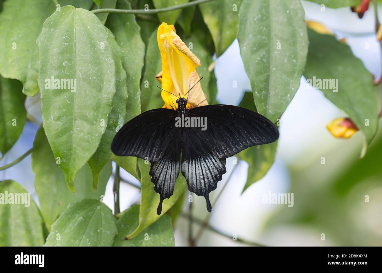 Black Swallow Tailed Butterfly resting with wings extended Stock Photo ...