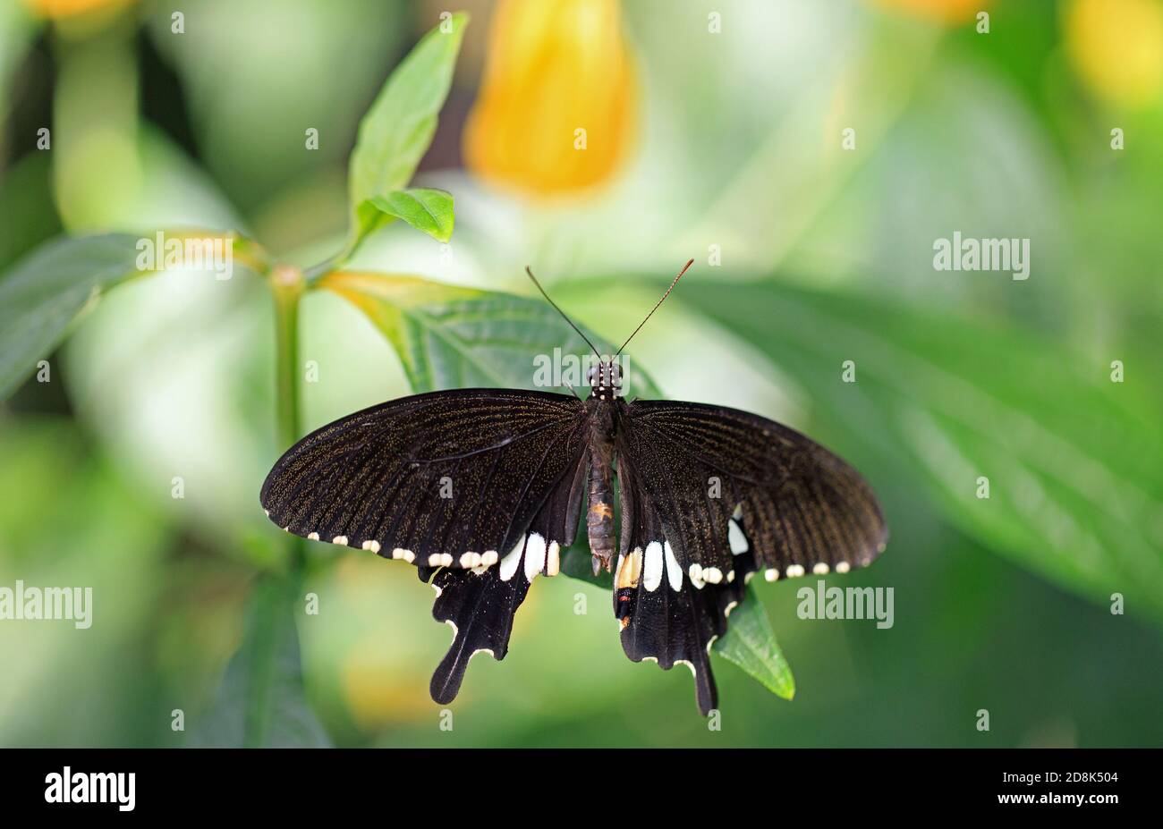 Tiger tail butterfly hi-res stock photography and images - Alamy