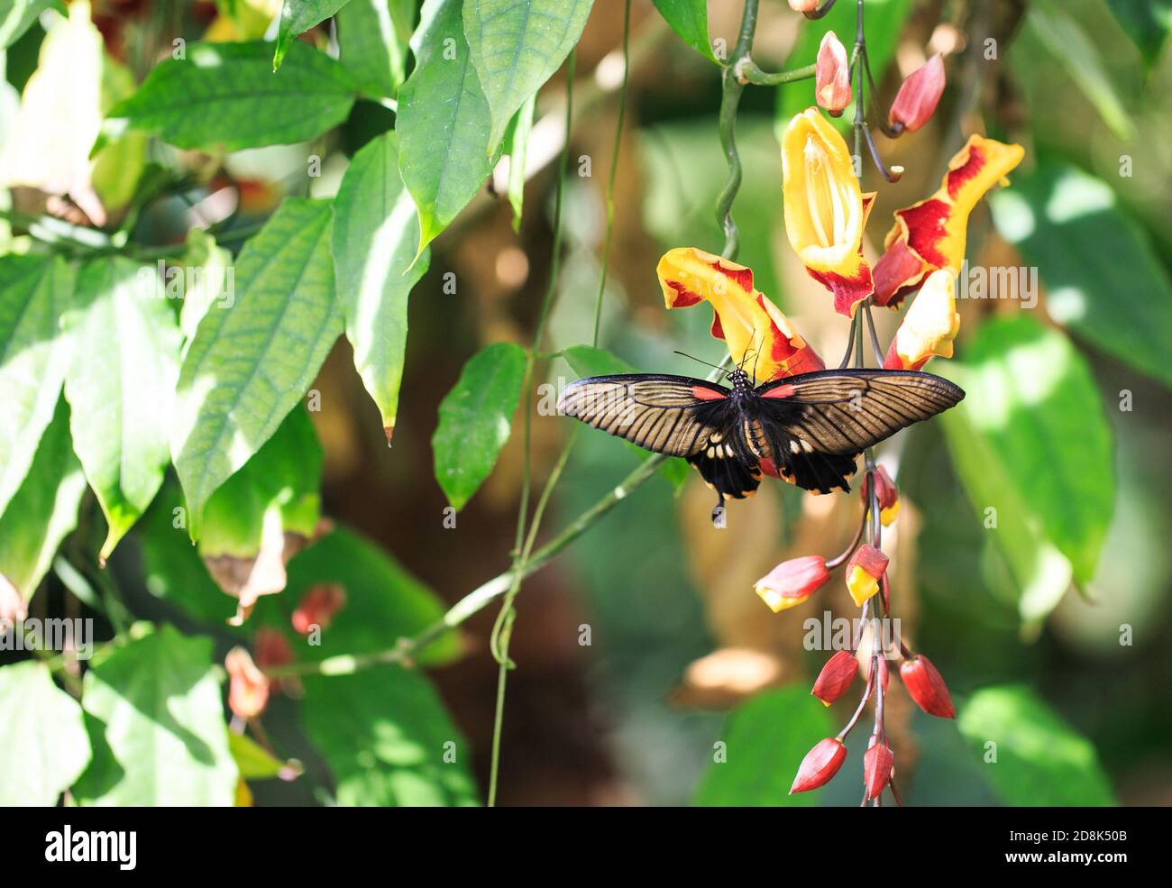 Tiger in a colourful forest hi-res stock photography and images - Alamy