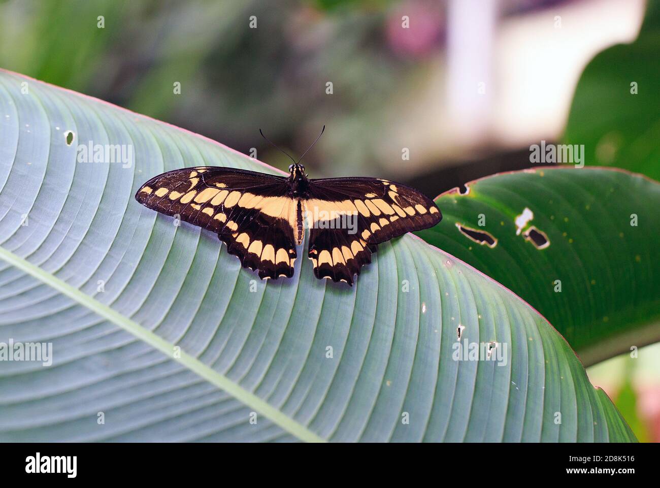 Cream coloured butterfly hi-res stock photography and images - Alamy