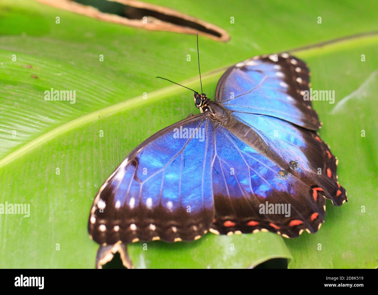 Owl butterfly wings extended hi-res stock photography and images - Alamy