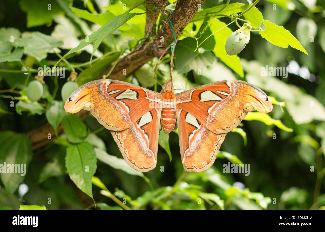 Large Atlas Moth (Attacus atlas) resting in lush green forest. The ...