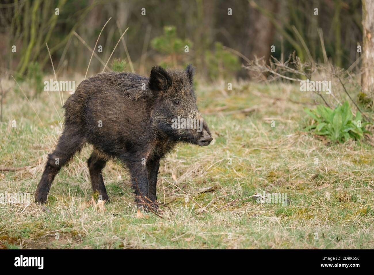 Wild boar, a cute piglet walking on grass, trees in backgound Stock ...