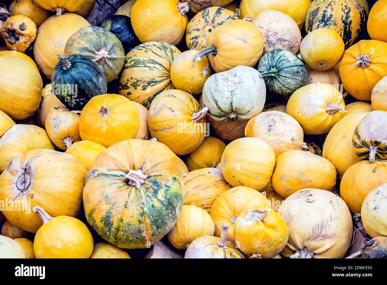 a pile of fresh colorful pupkin at market Stock Photo - Alamy