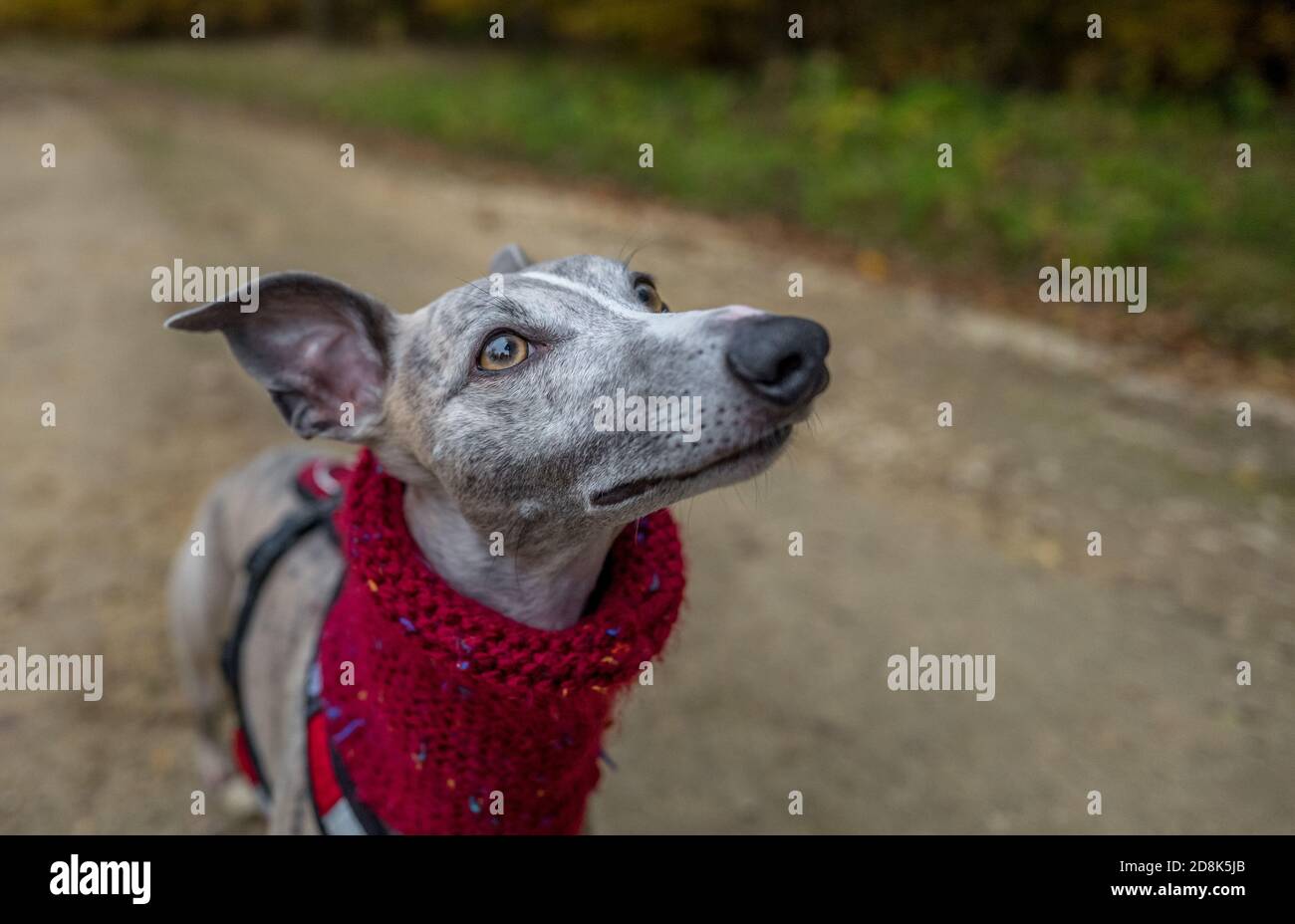 Whippet profile hi-res stock photography and images - Alamy