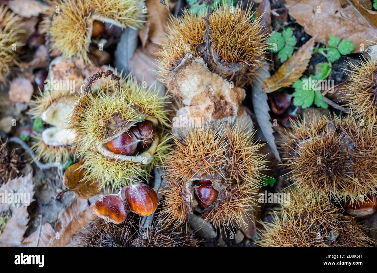 Prickly nuts hi-res stock photography and images - Alamy