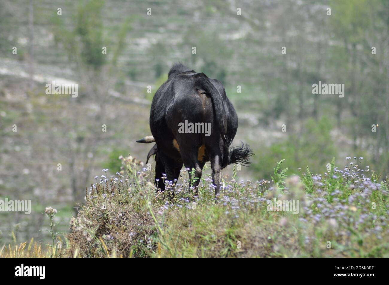 Backside of a cow/buffalo, standing in grass and flowers eating. It ...