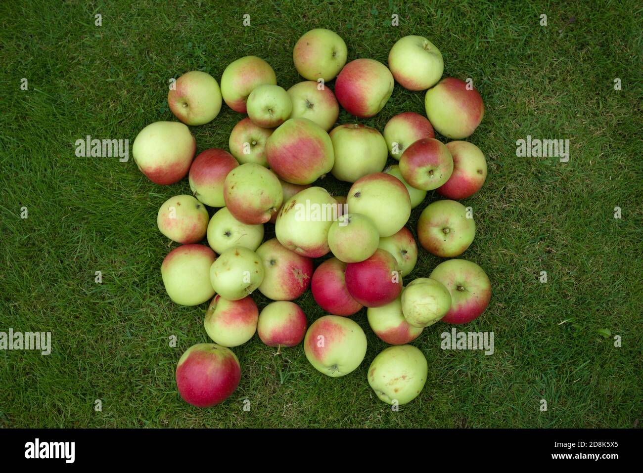 Large piled heap of bright red and green garden apples on a plain dark ...