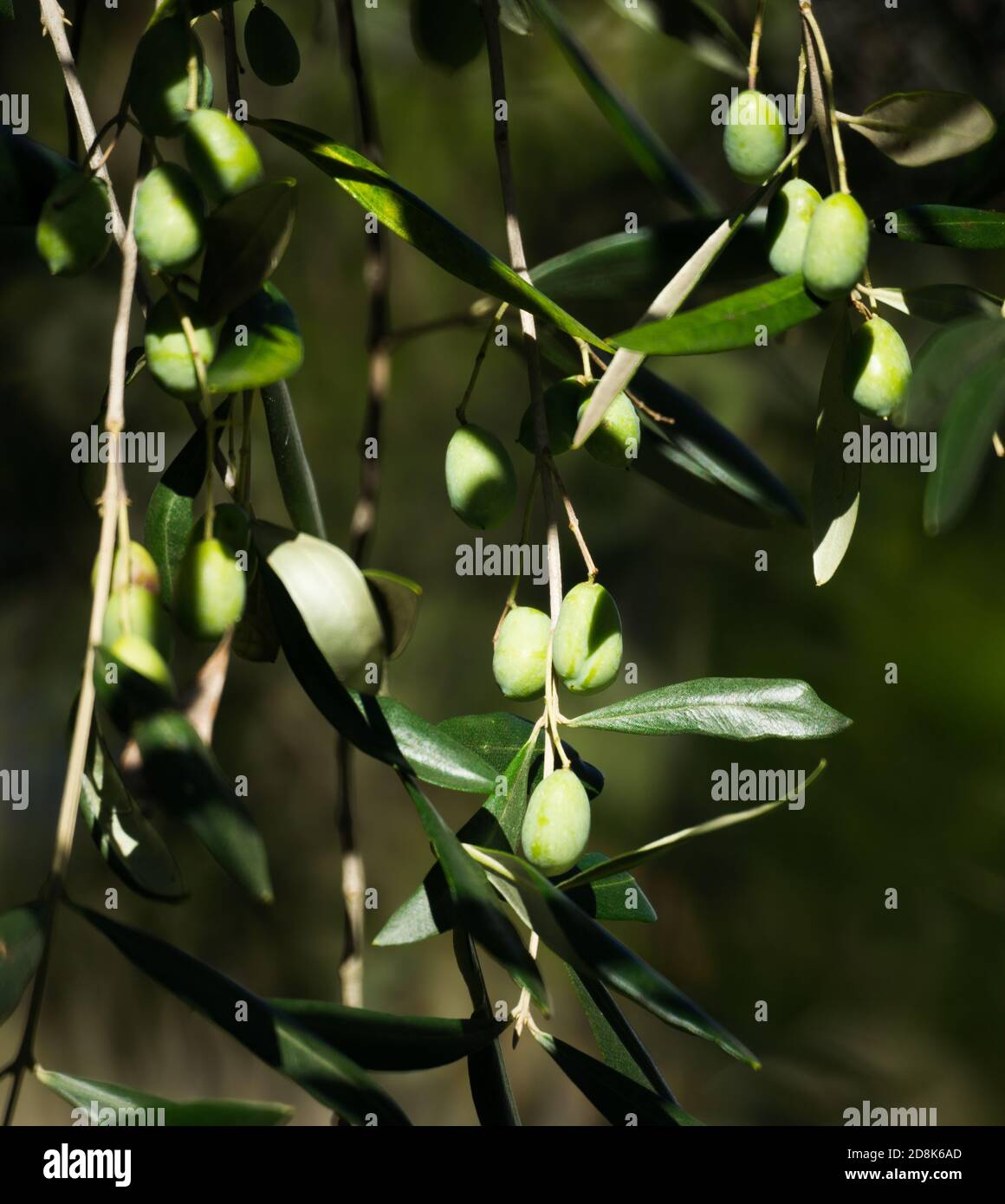 Full branches hi-res stock photography and images - Alamy