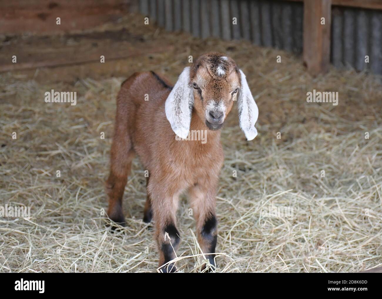 Newborn goat hi-res stock photography and images - Alamy