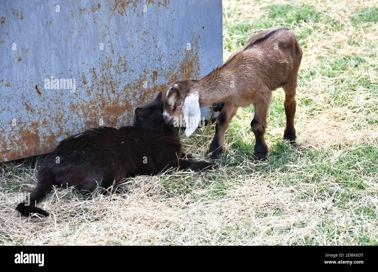 Meet the goats hi-res stock photography and images - Alamy