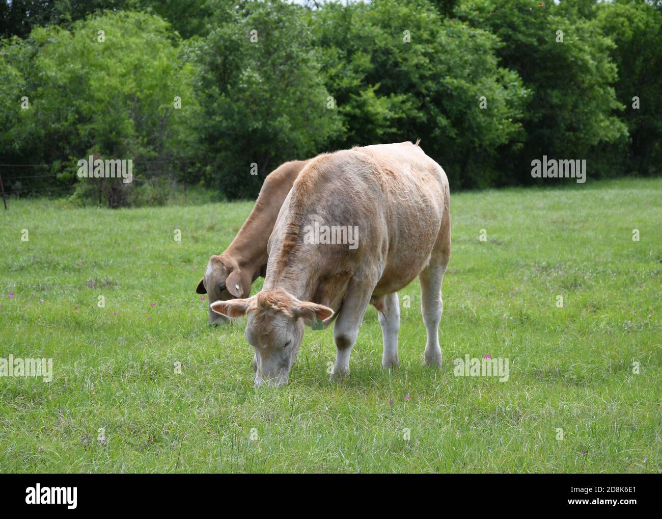 Texas farming ranch hi-res stock photography and images - Alamy