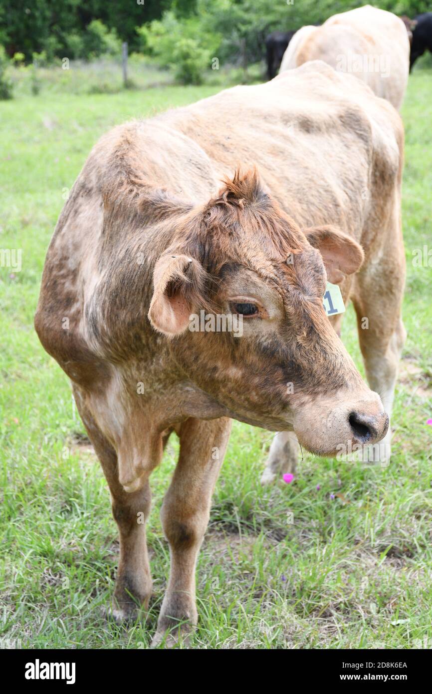 Texas farming ranch hi-res stock photography and images - Alamy