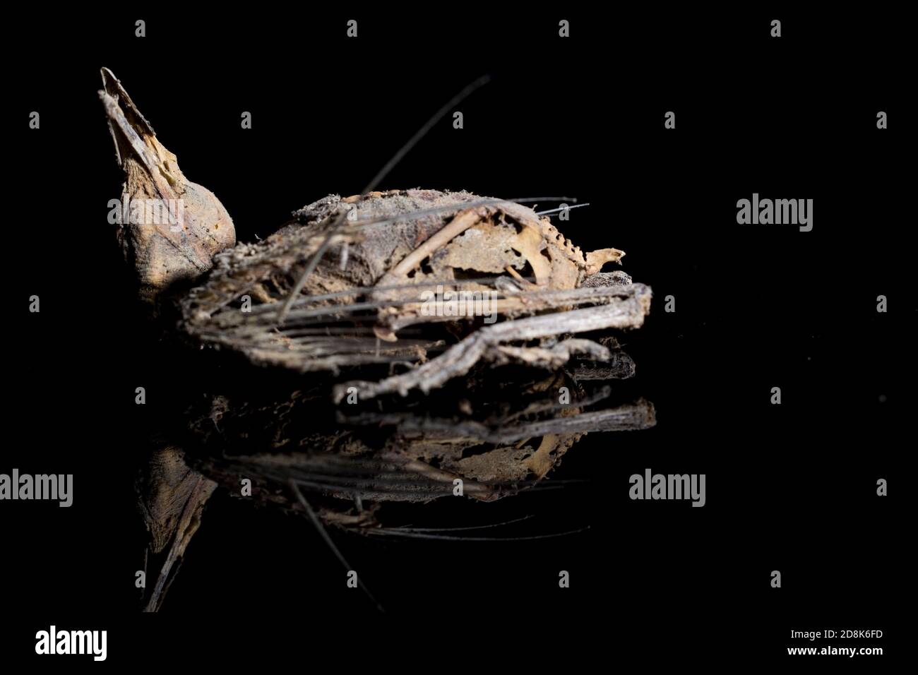 Bird skull isolated hi-res stock photography and images - Alamy