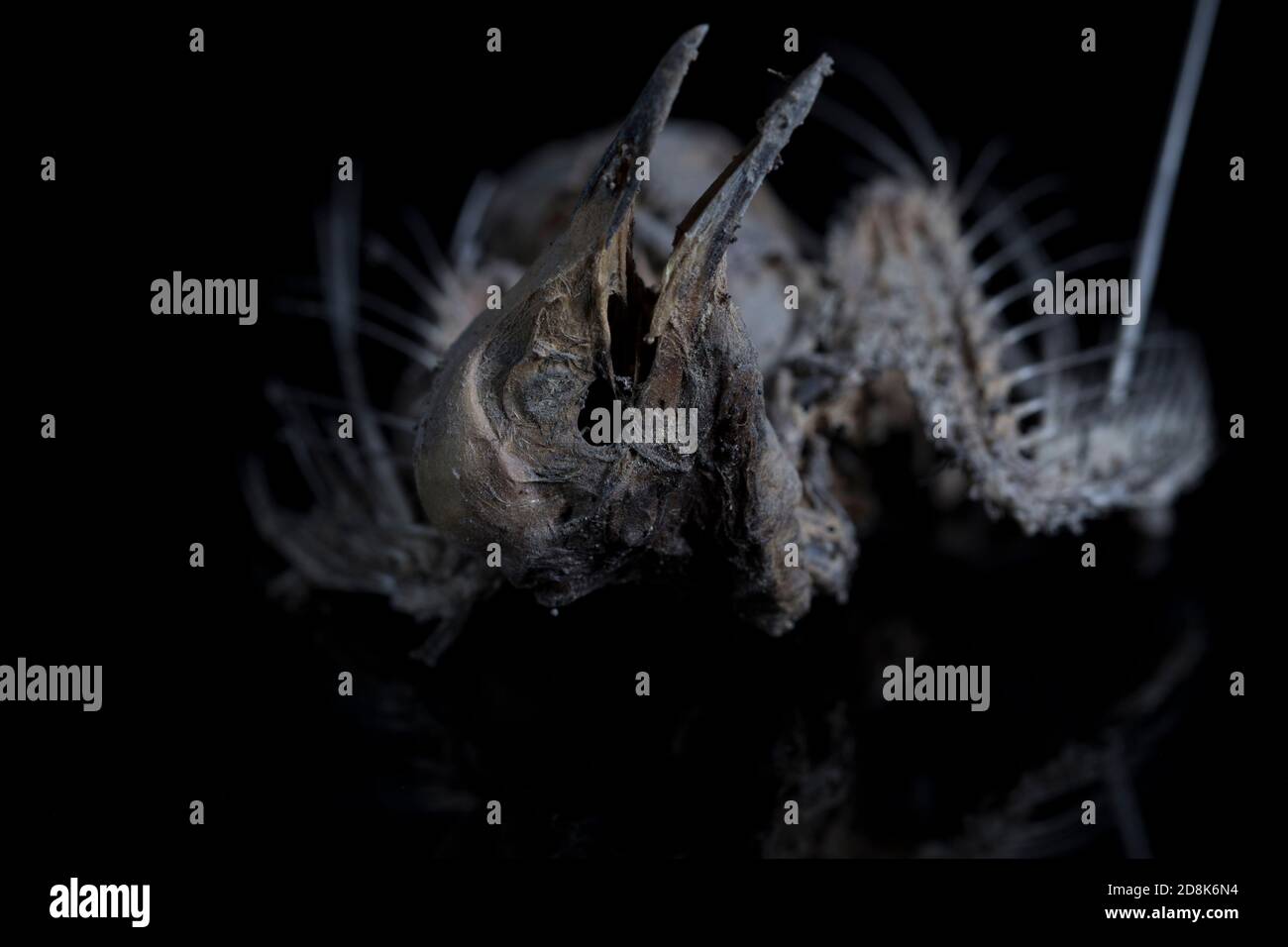 Bone structure hi-res stock photography and images - Alamy