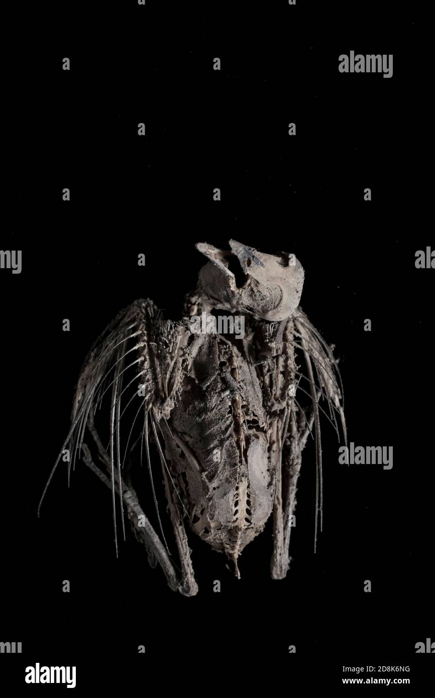 Mummified corpse hi-res stock photography and images - Alamy