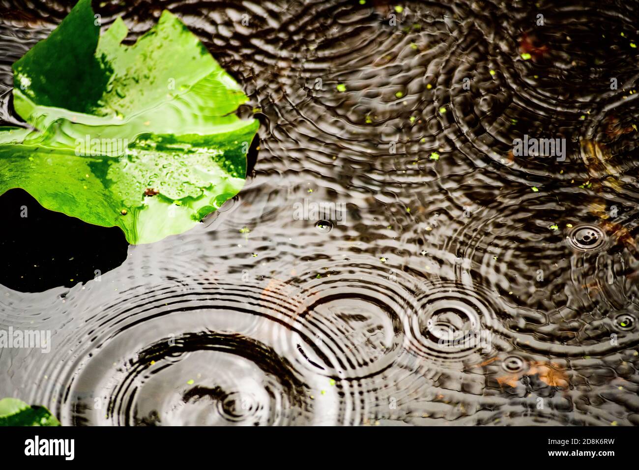Ripple patterns in wet hi-res stock photography and images - Alamy