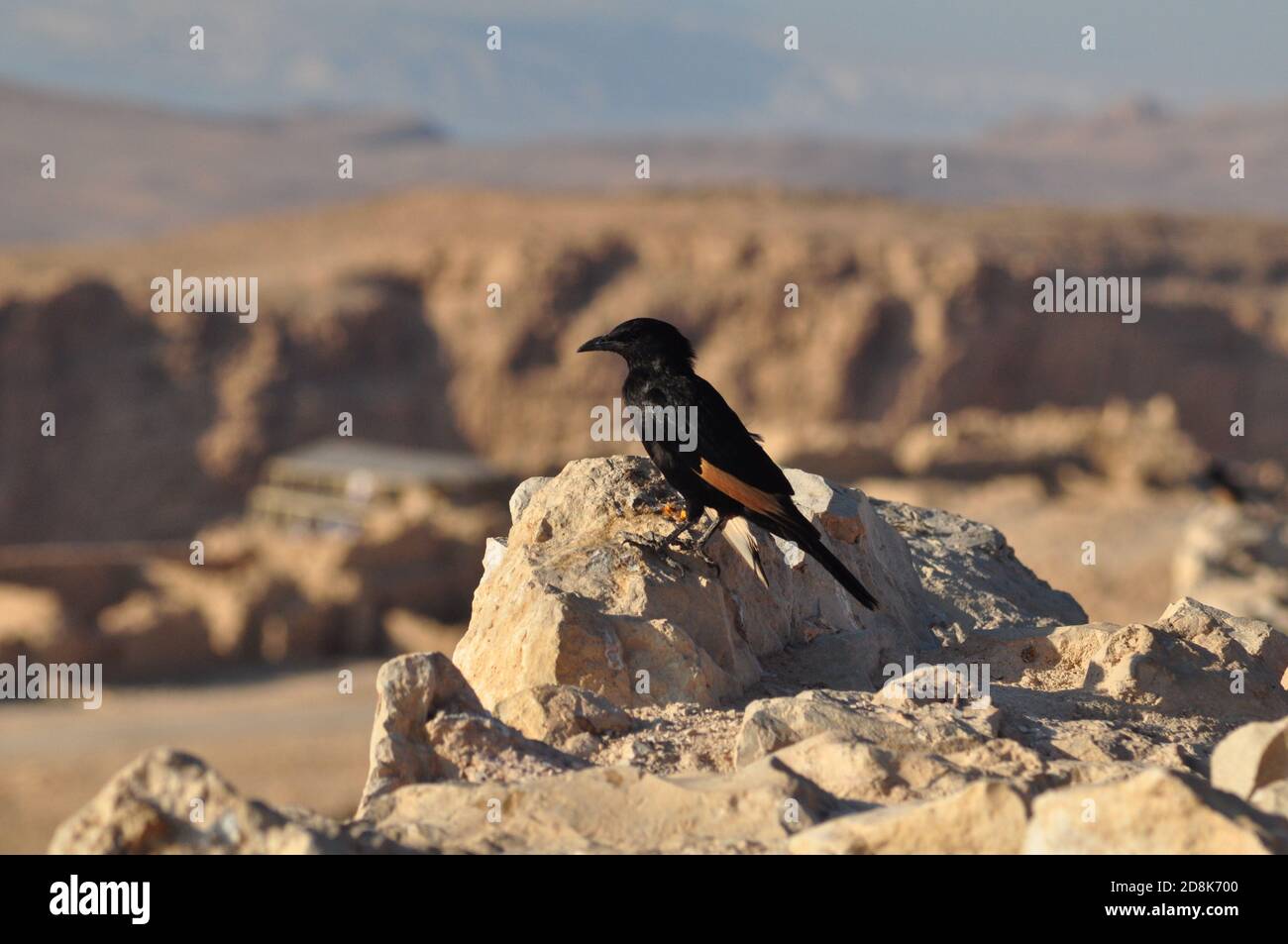 Dead Sea - Israel/Palestine - Bird - Masada Stock Photo - Alamy