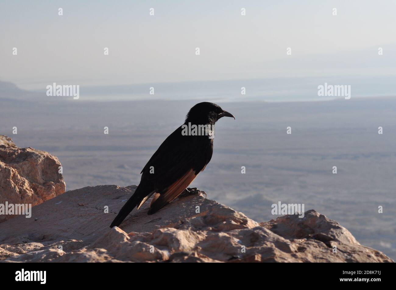 Dead Sea - Israel/Palestine - Bird - Masada Stock Photo - Alamy