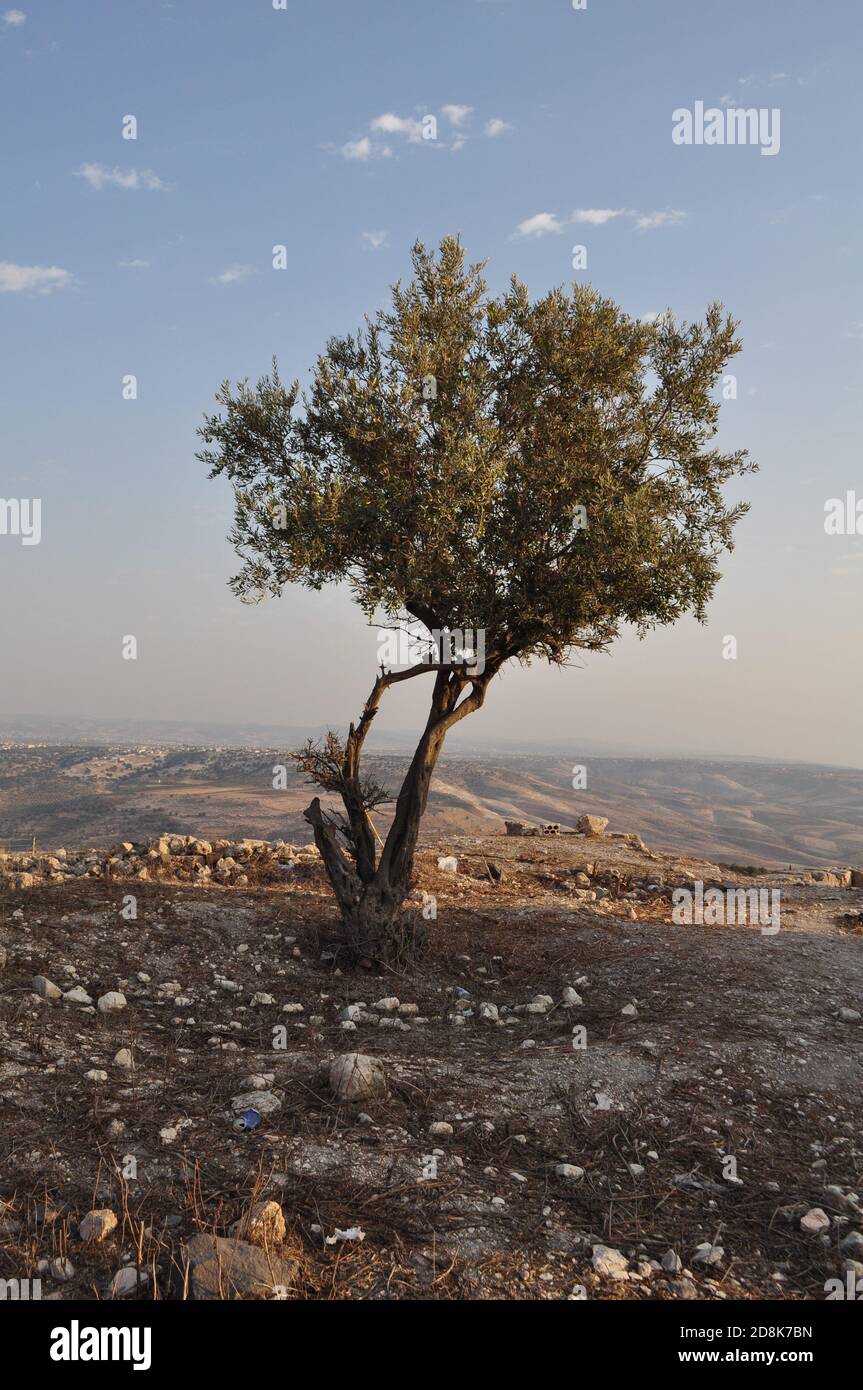 Jordan Umm Qays - lonely tree Stock Photo - Alamy