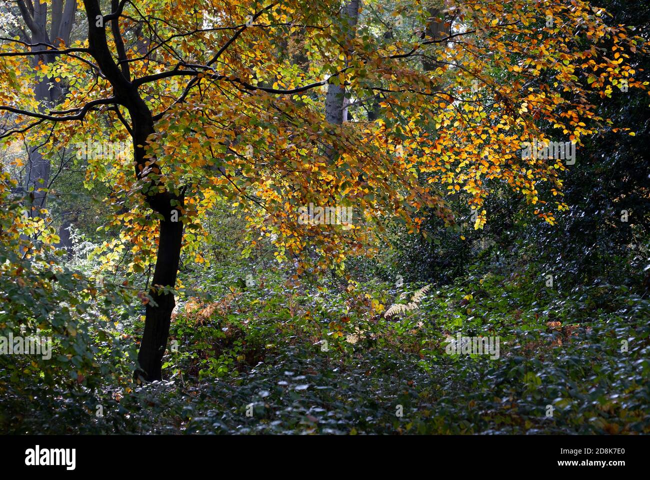 Autumn colours splendid in the sunlight in woodland in Worcestershire ...