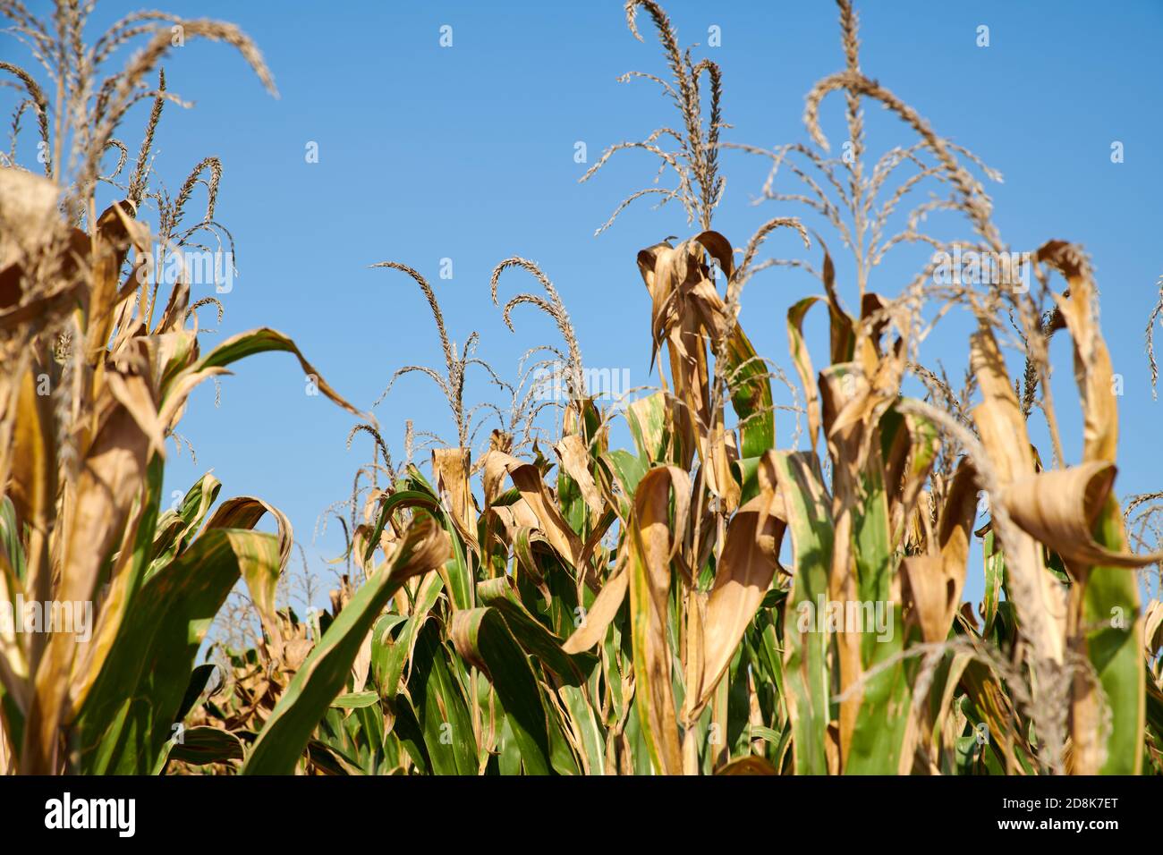 Corn field under the summer sun with ripe cobs, focus on the background ...