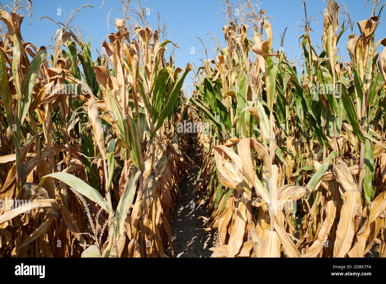 Grain countryside hi-res stock photography and images - Alamy