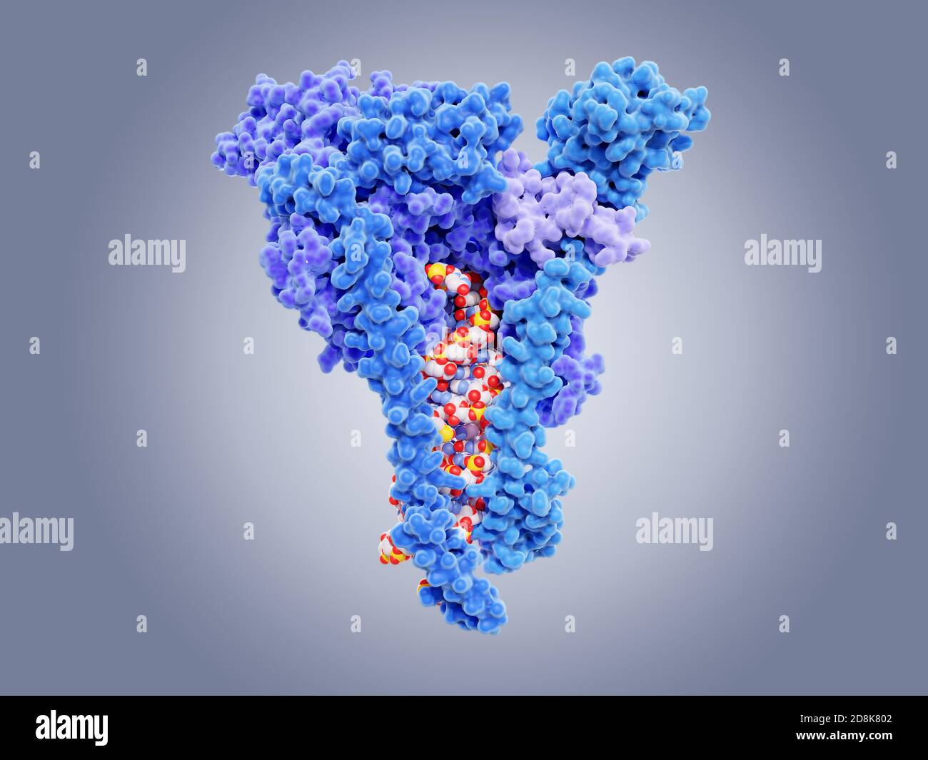 Rna polymerase 2 hi-res stock photography and images - Alamy