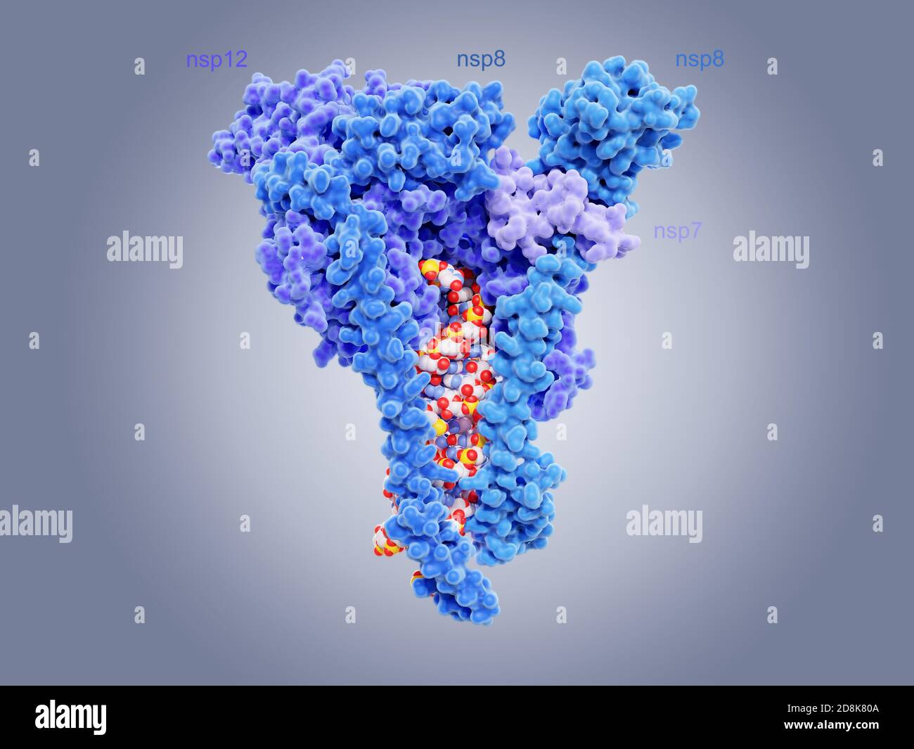 Molecular model of the enzyme RNA-dependent RNA (ribonucleic acid ...