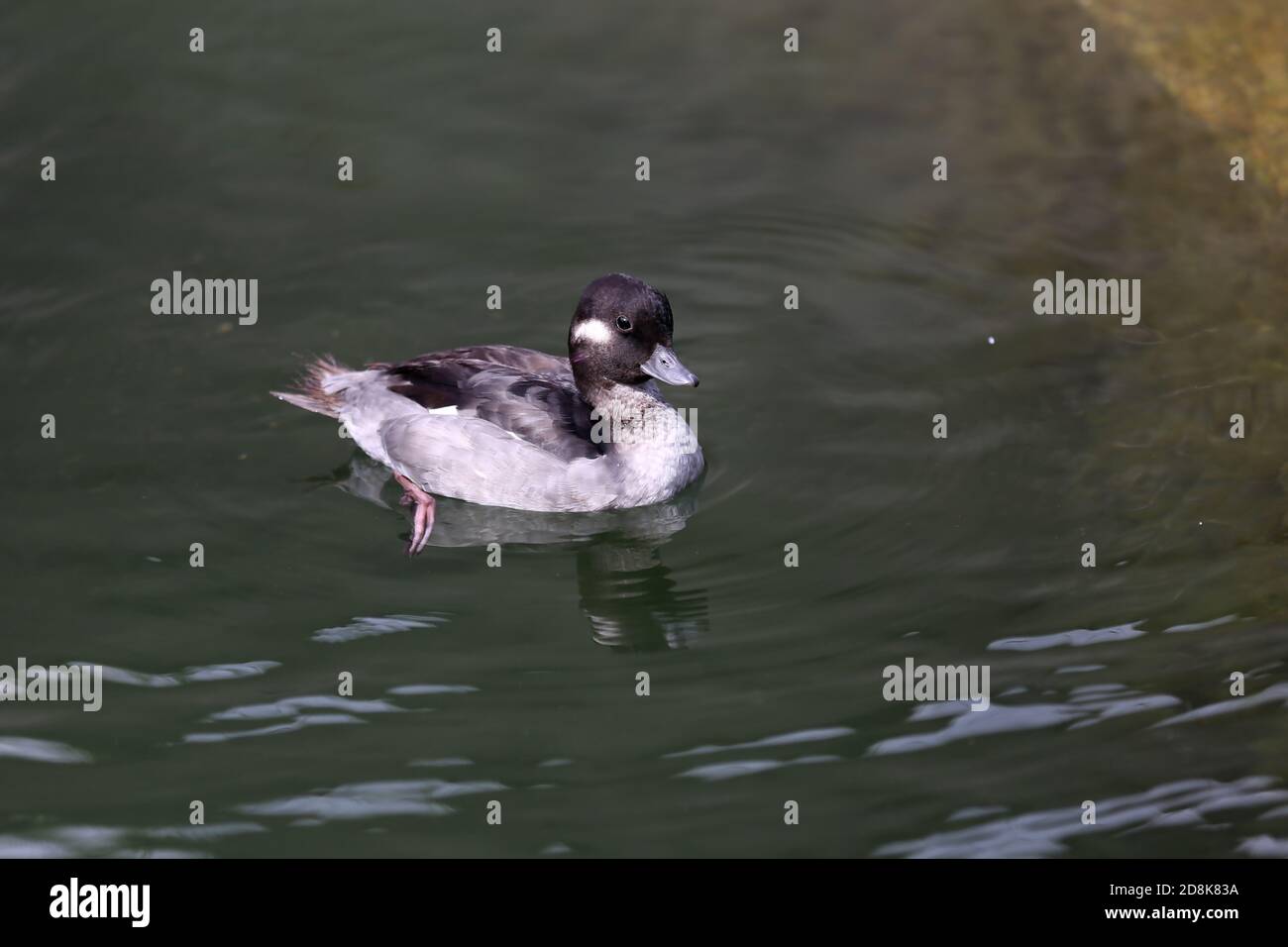 Small wild duck swimming on a calm lake during daylight Stock Photo - Alamy