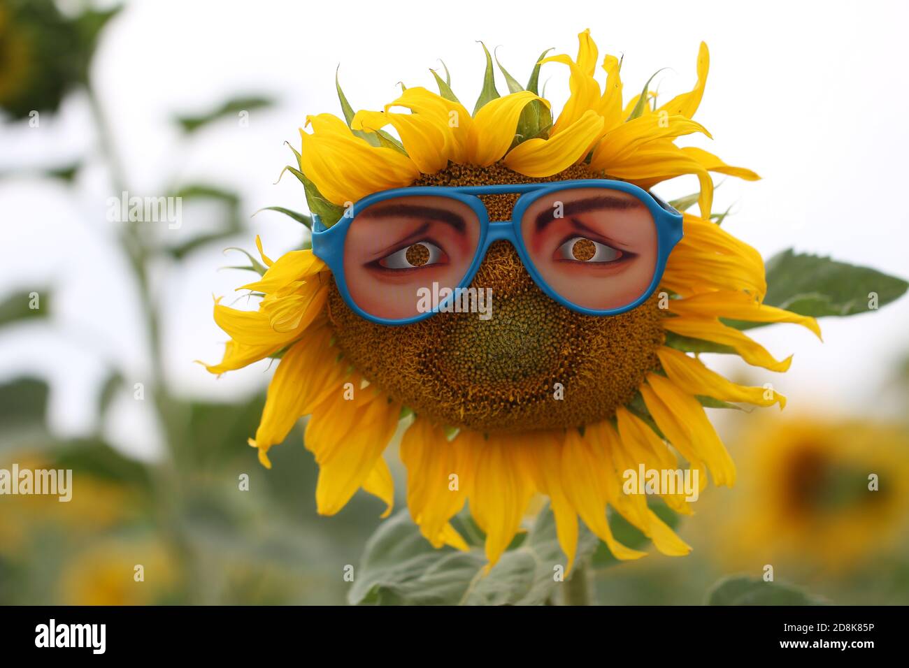 Closeup of funny sunglasses on a sunflower in a field during daylight ...