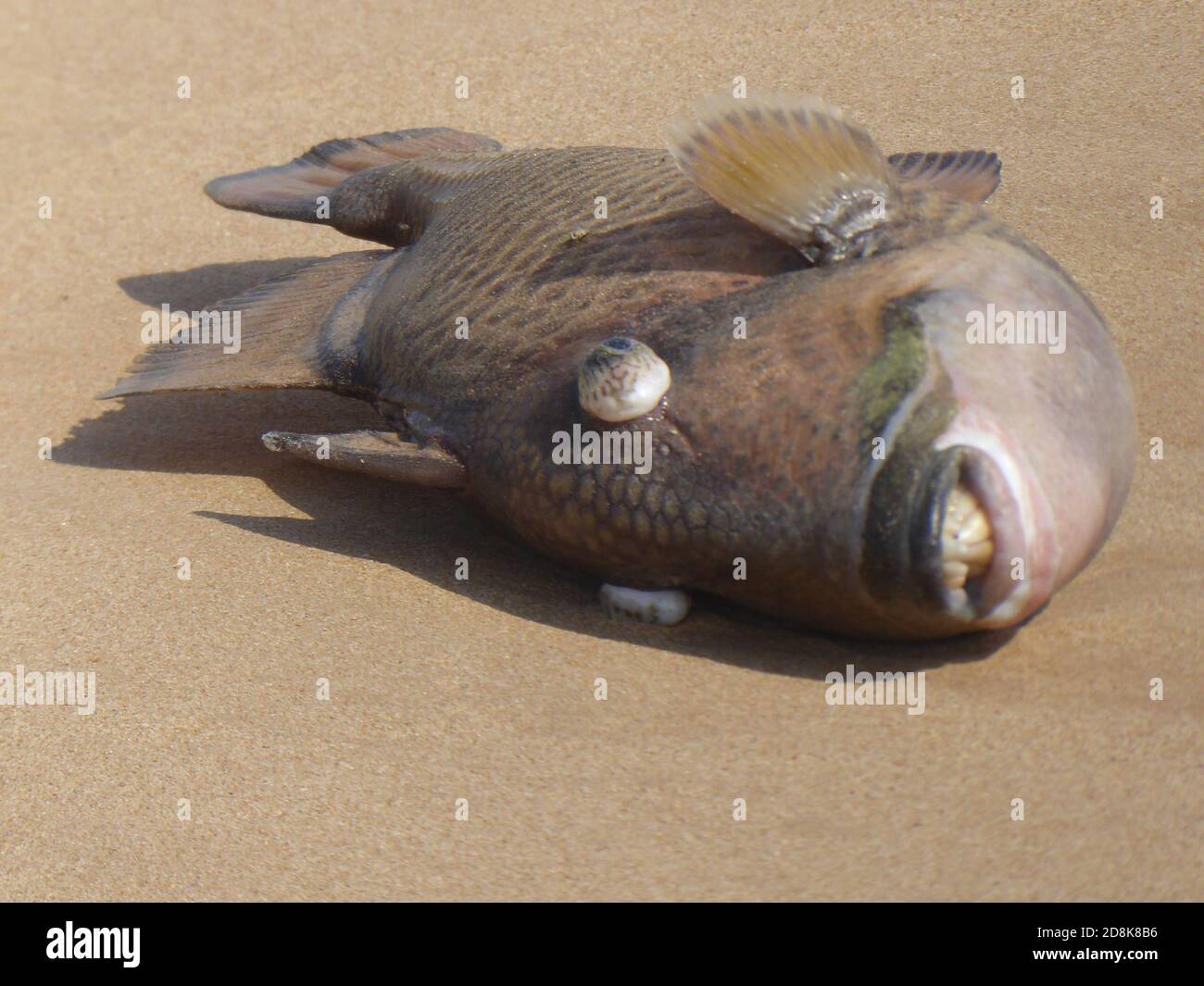 triggerfish laying on the side dead at the beach showing it's strong ...