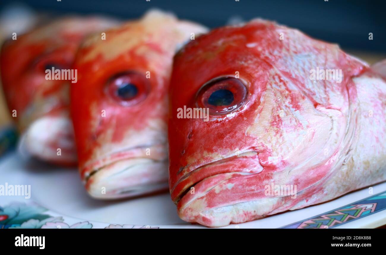 Northern red snapper lutjanus campechanus hi-res stock photography and ...