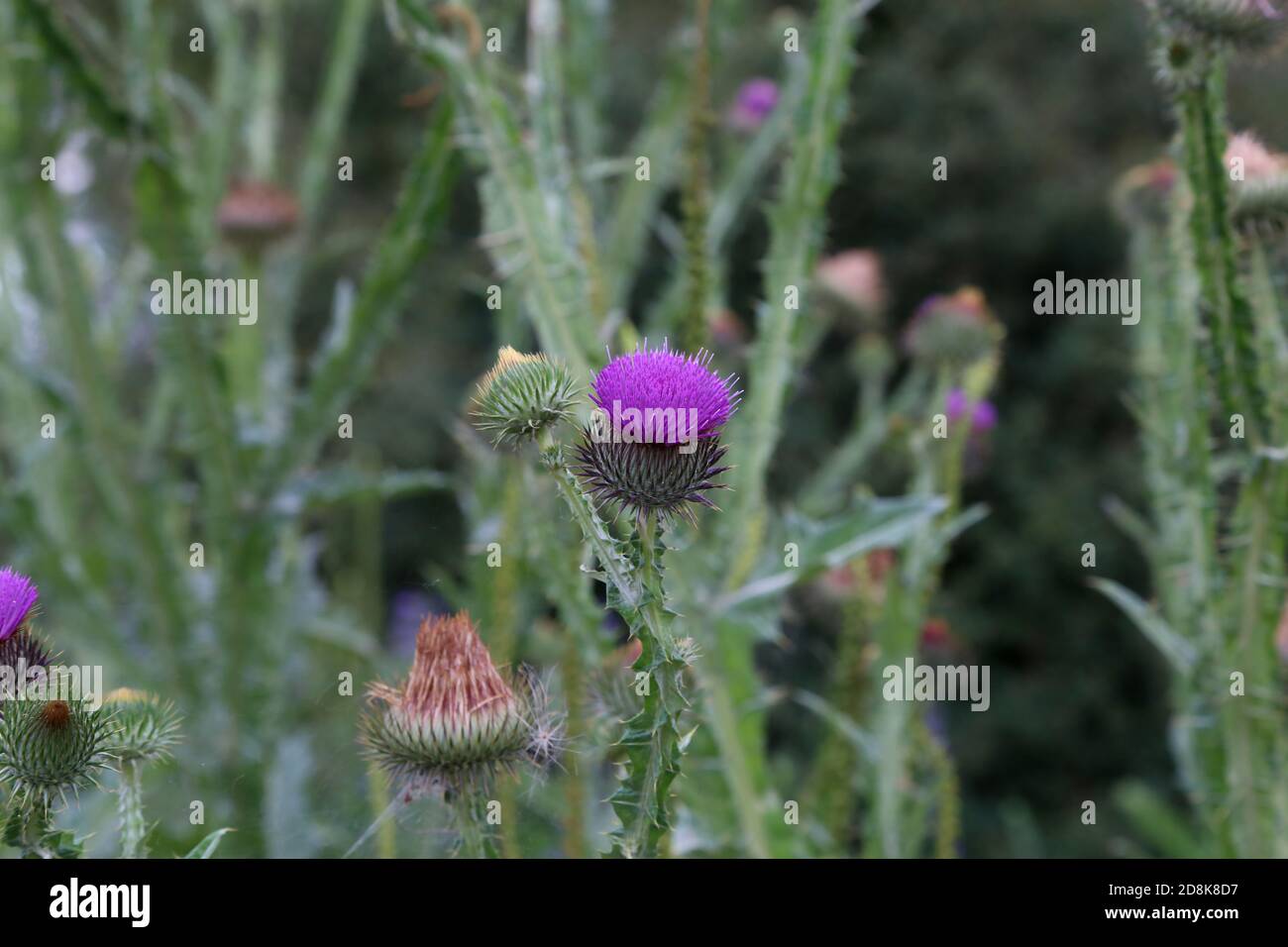 Closeup of a purple thistle flower in an urban garden during daylight ...