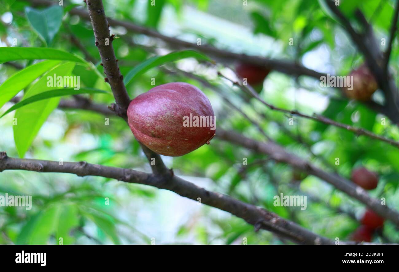 Mahkota dewa fruit or Phaleria macrocarpa on tree. Called God's crown ...