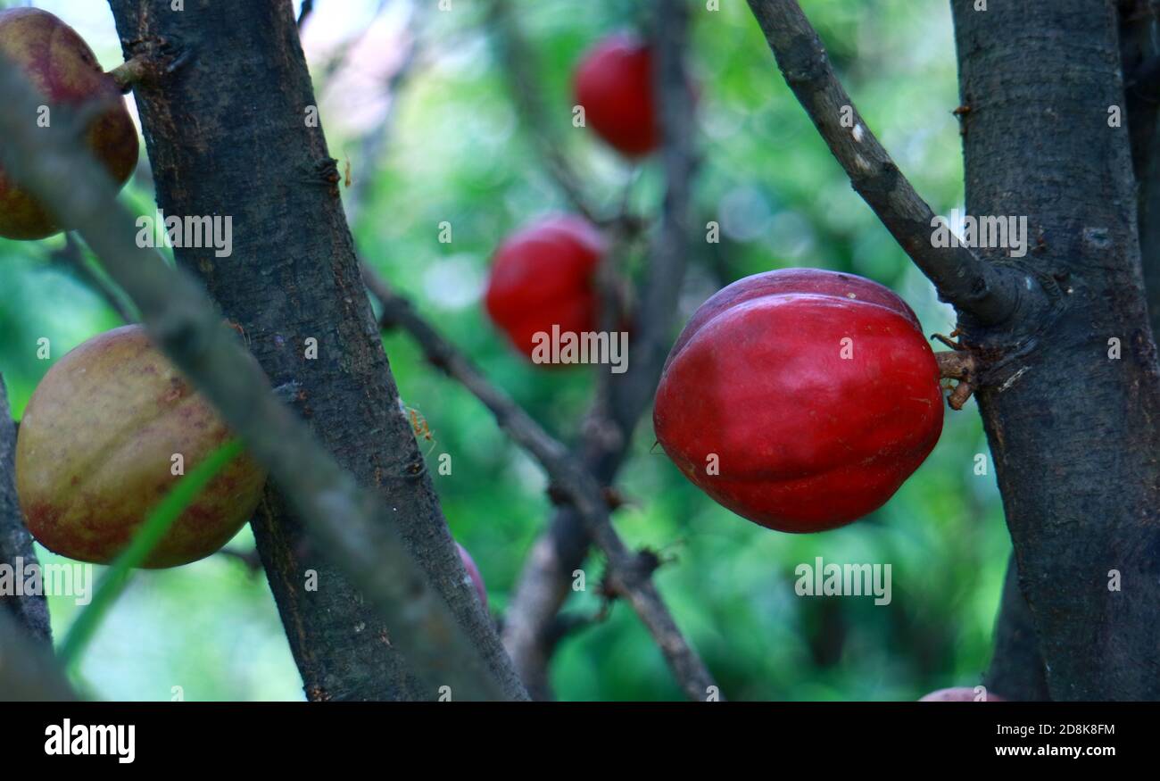 Mahkota dewa fruit or Phaleria macrocarpa on tree. Called God's crown ...