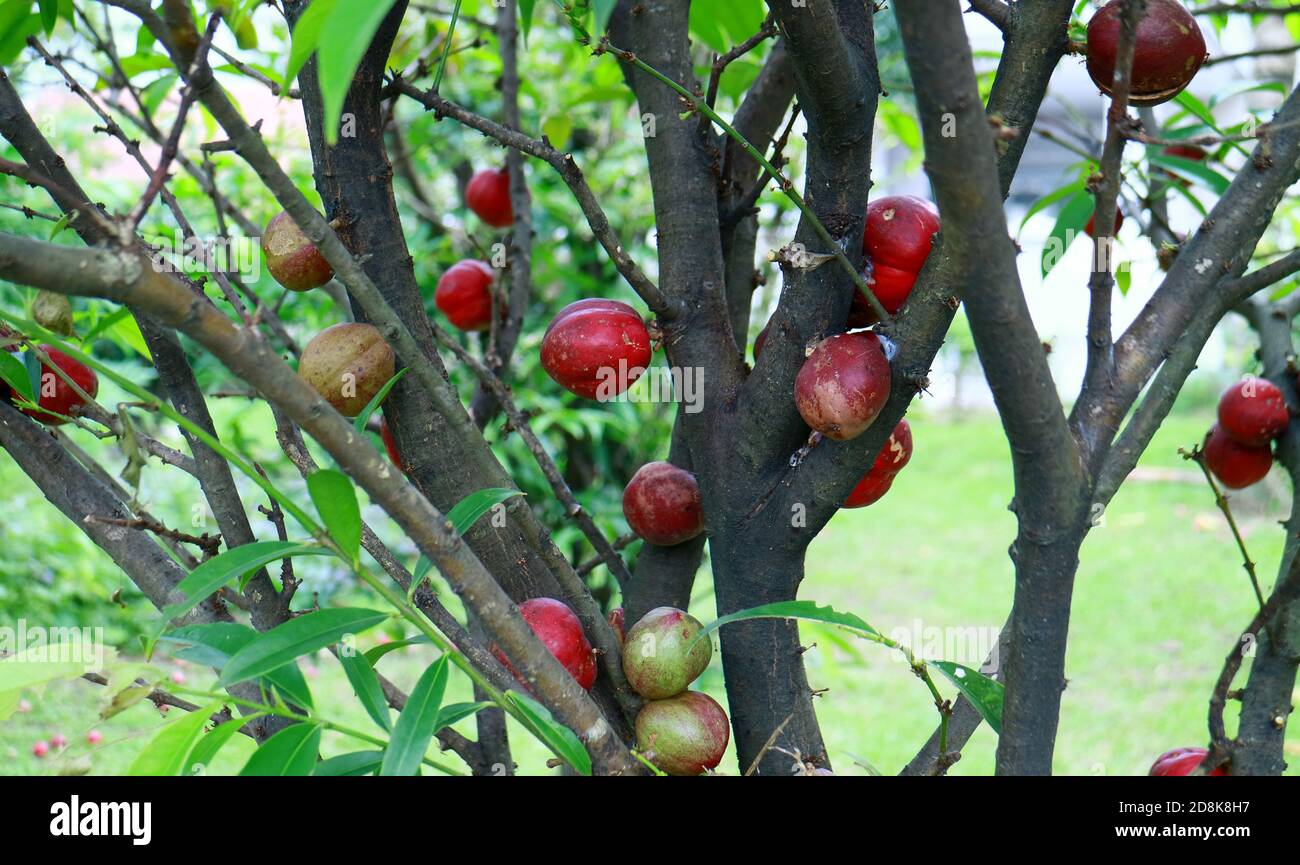 Mahkota dewa fruit or Phaleria macrocarpa on tree. Called God's crown ...