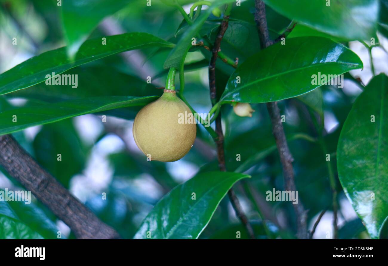 Nutmeg fruit or pala on tree in Indonesia Stock Photo - Alamy