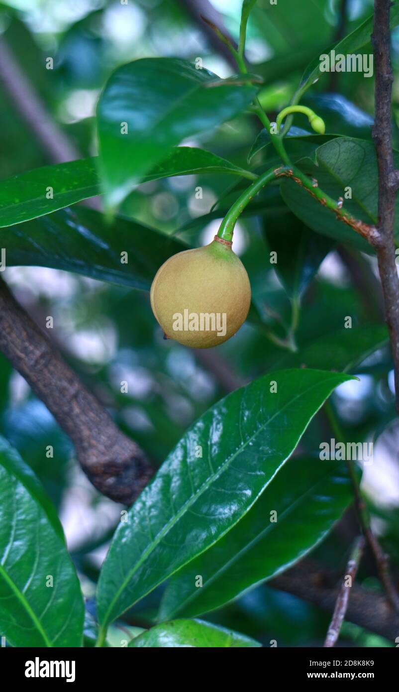 Nutmeg fruit or pala on tree in Indonesia Stock Photo - Alamy