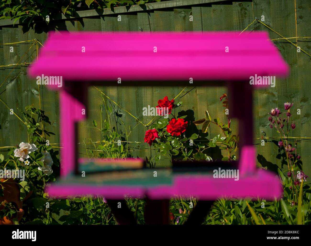 Bight Purple Bird Table Framing Three Red Roses Stock Photo - Alamy