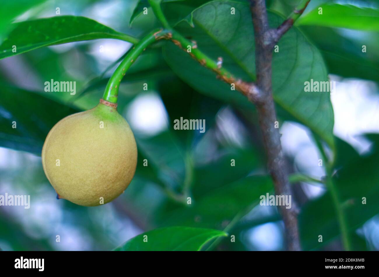 Nutmeg fruit or pala on tree in Indonesia Stock Photo - Alamy