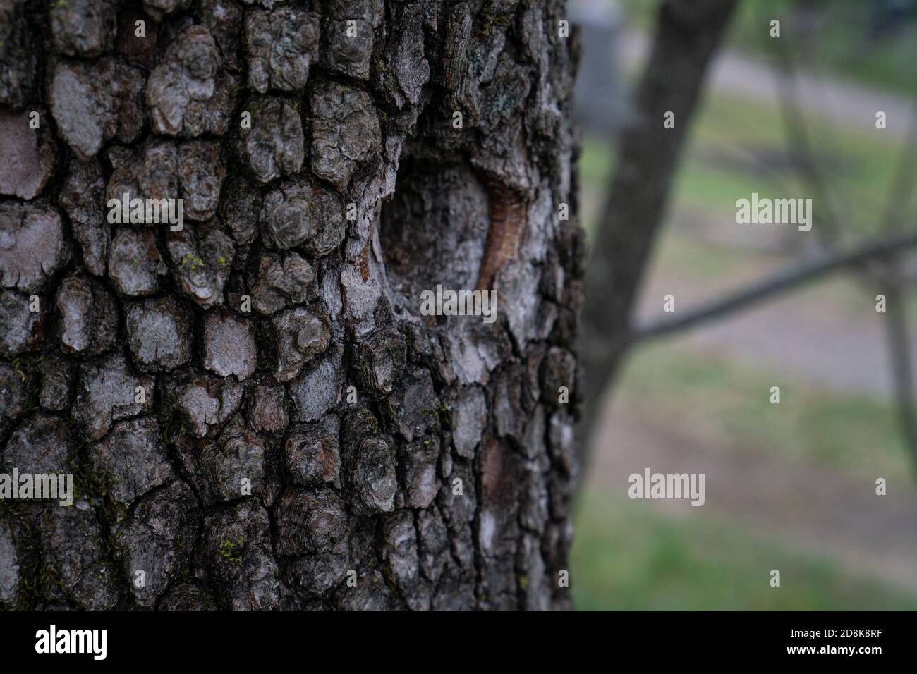 close-up of an old natural dark tree bark in the forest. Bark texture ...