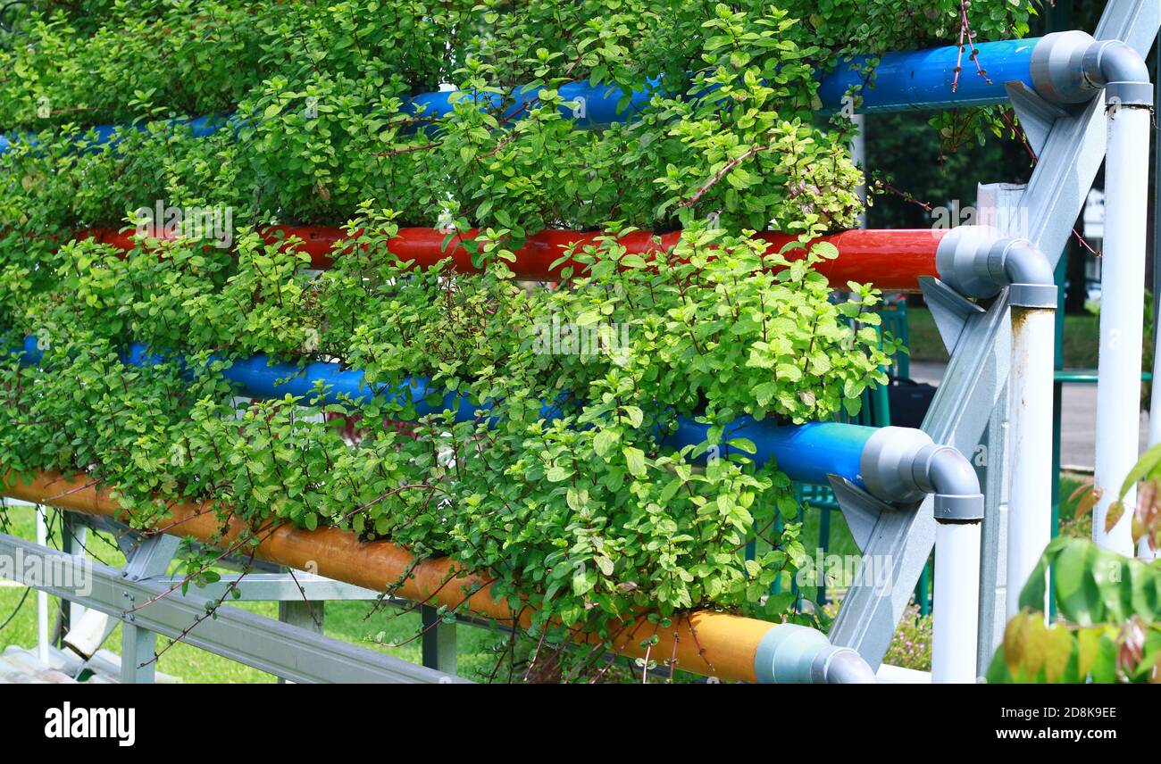 Growing plants using a hydroponic system Stock Photo - Alamy