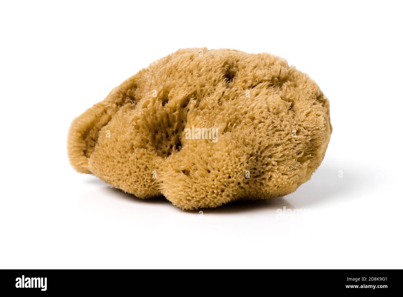The fine silk natural bathing sea spong isolated over white background ...