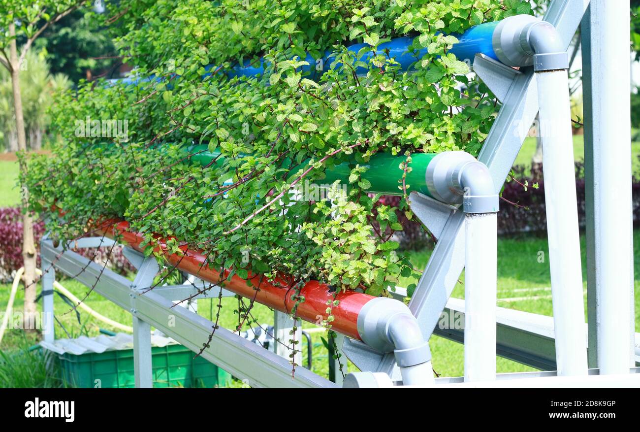 Growing plants using a hydroponic system Stock Photo - Alamy