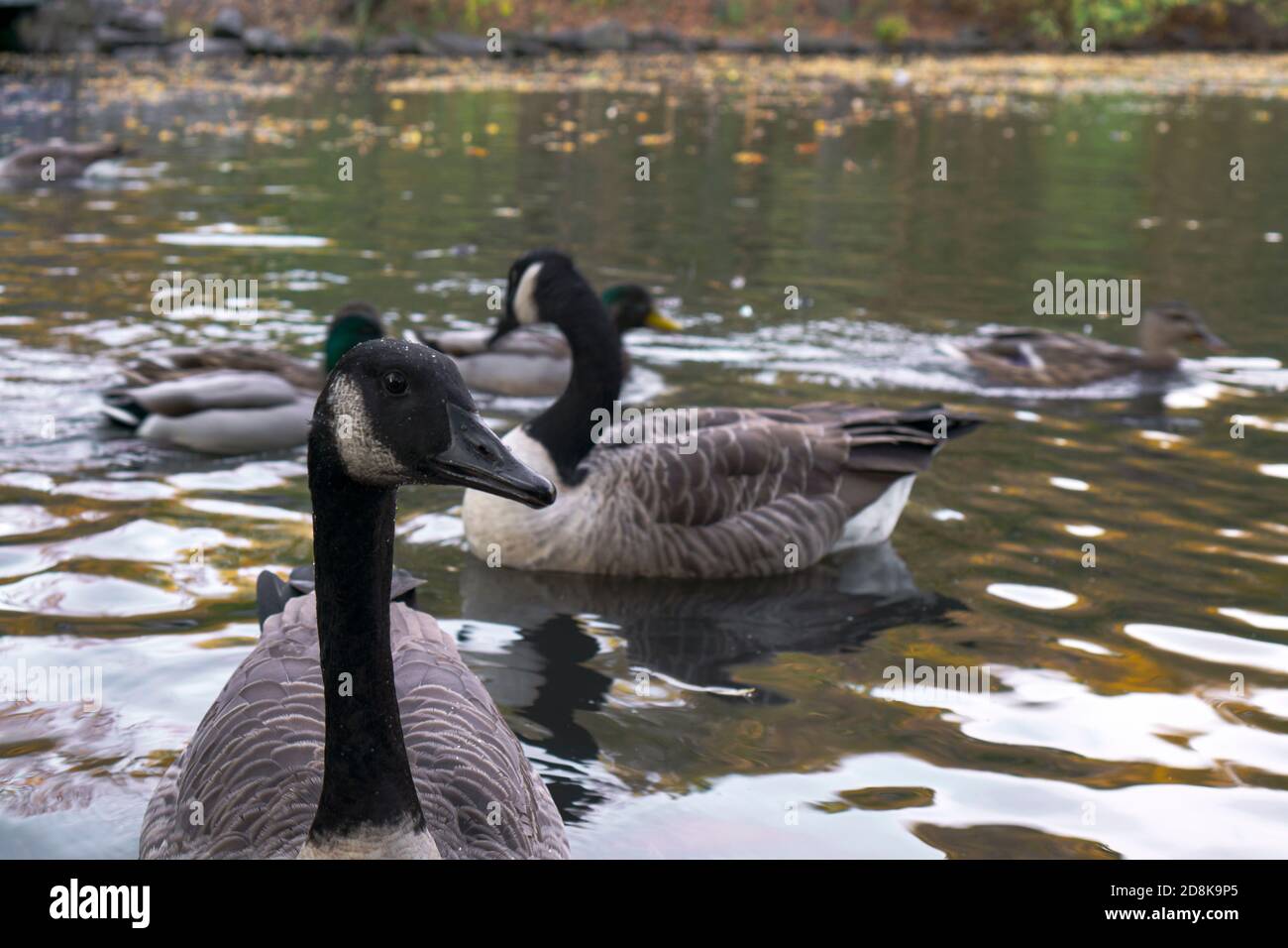 Large wild geese swimming in a body of water: river, pond or lake ...