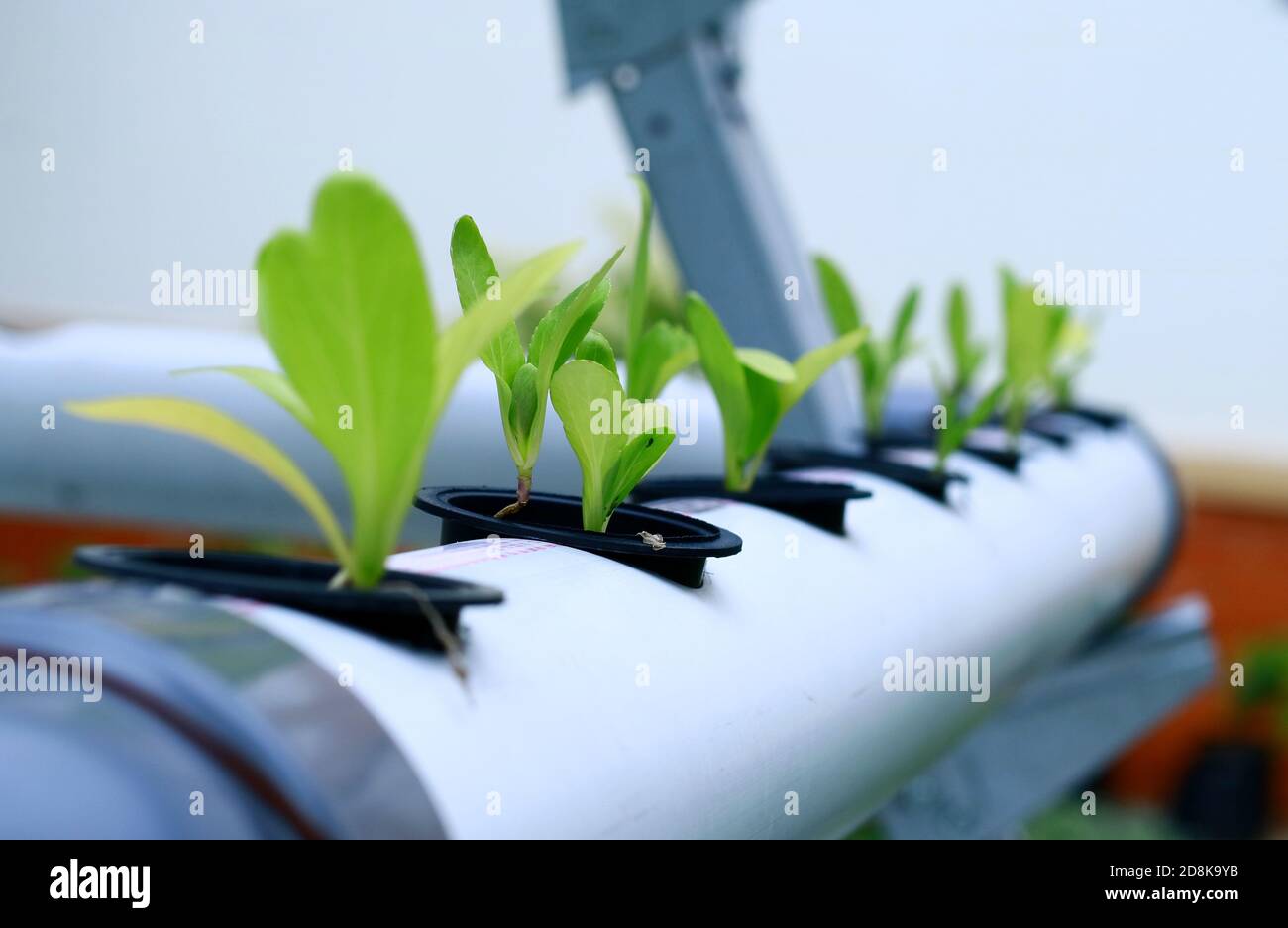 Lettuce plants on a hydroponic system Stock Photo - Alamy